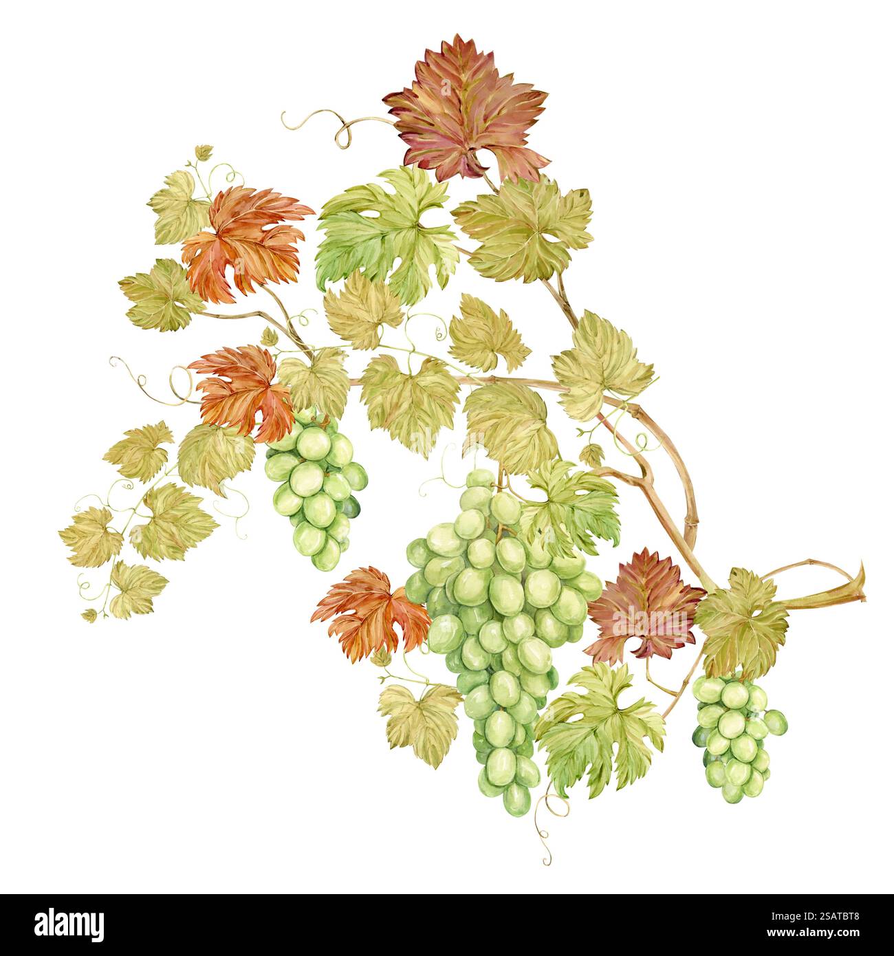 Large grape branch, watercolor illustration. Grapevine with intertwined ...
