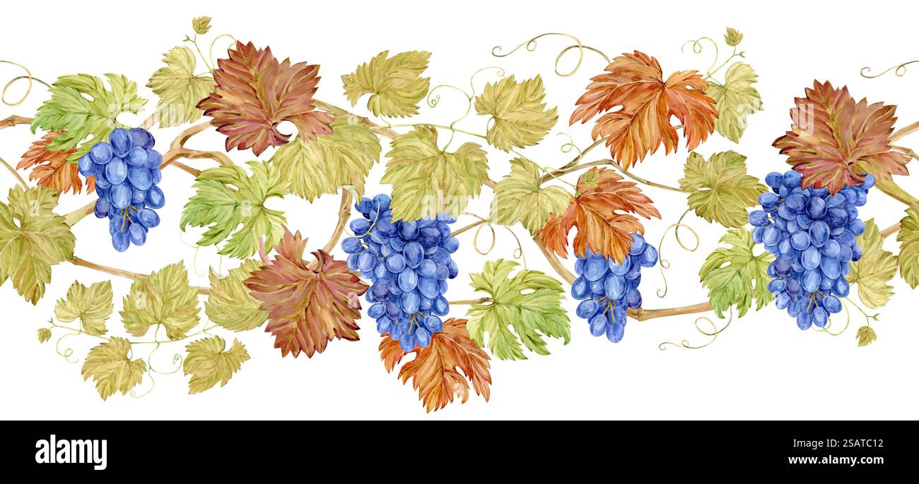 Seamless border of intertwined grape branches. Horizontal pattern of grapevine, blue berries and ...