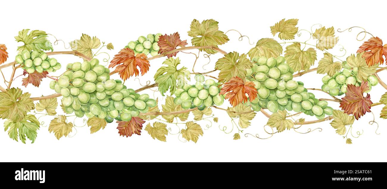 Seamless border of intertwined grape branches. Horizontal pattern of grapevine, green berries ...