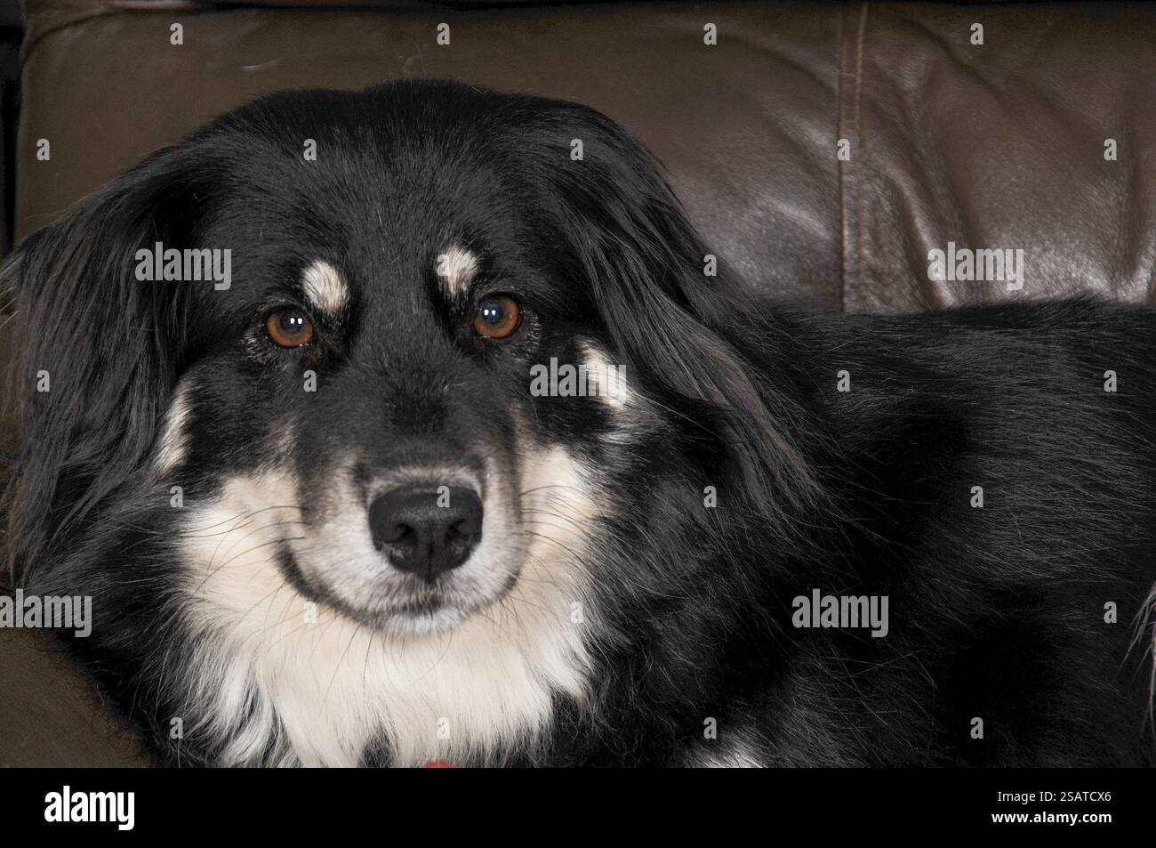 Portrait of a full blooded pedigree border collie female Stock Photo ...