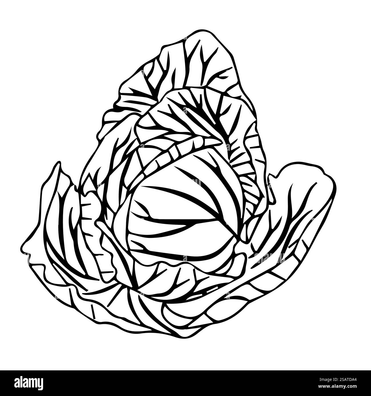 Head of white cabbage or Brussels sprouts, or iceberg lettuce. Fresh ...