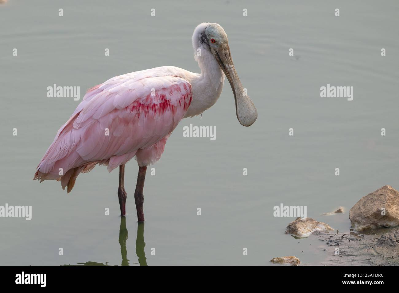 Roseate spoonbill (Ajaia ajaja), backlight, reflection, Pantanal ...