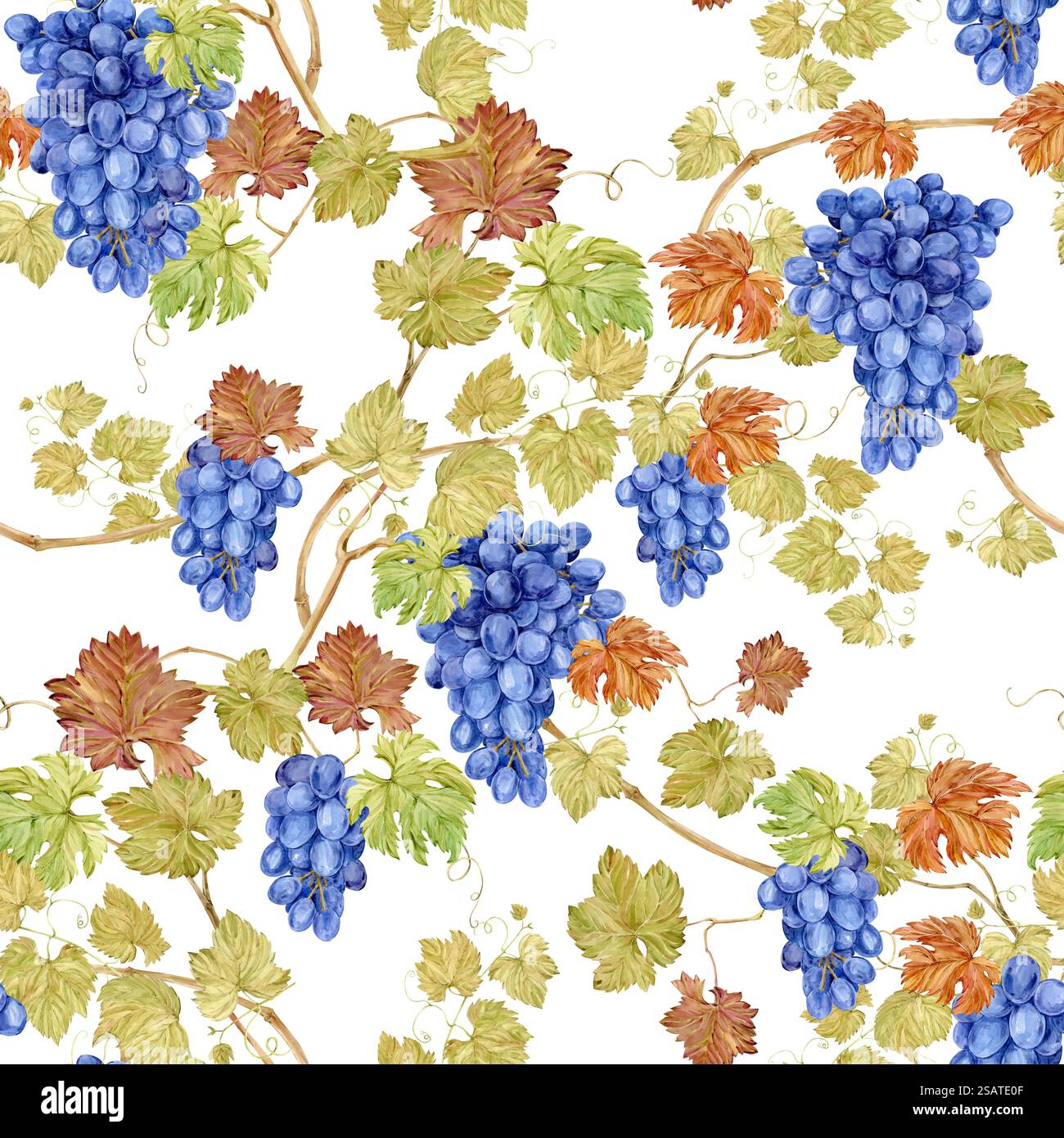 Seamless watercolor pattern with black grapes. Beautifully intertwined branches with blue ...