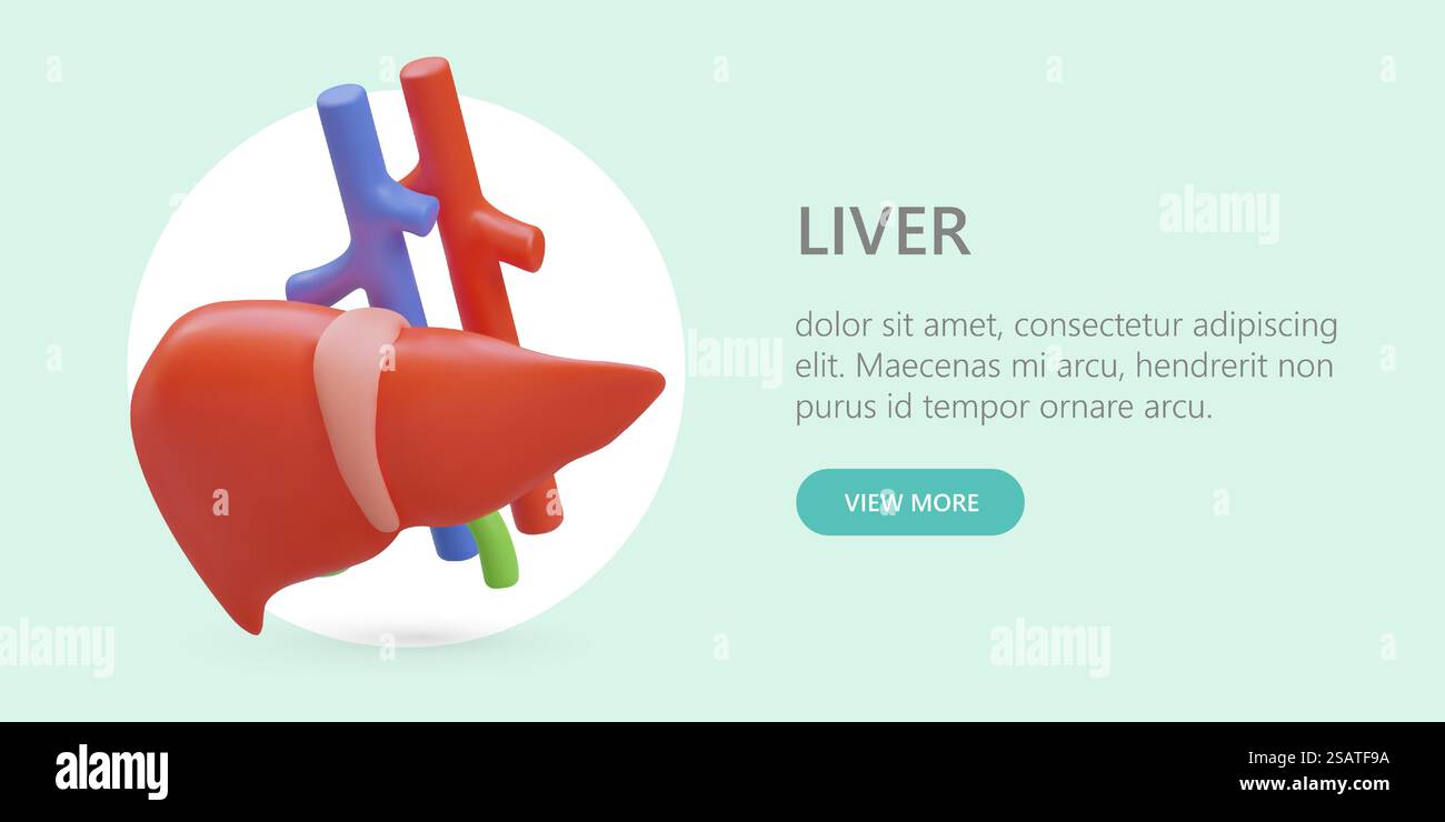 Realistic liver with veins, arteries and gall bladder. Color ...