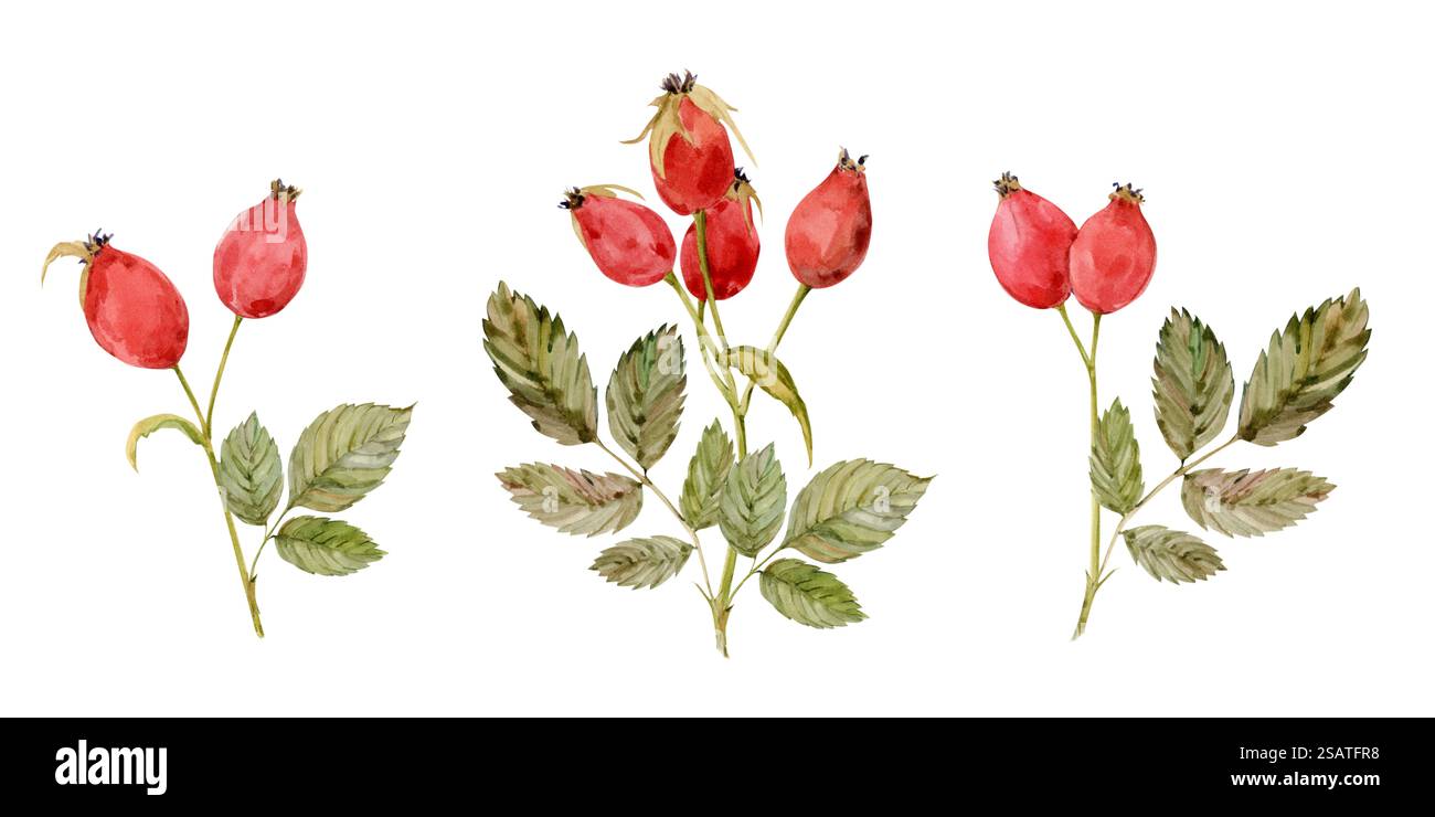 Watercolor dog-rose Briar set, berries and green leaves isolated on ...