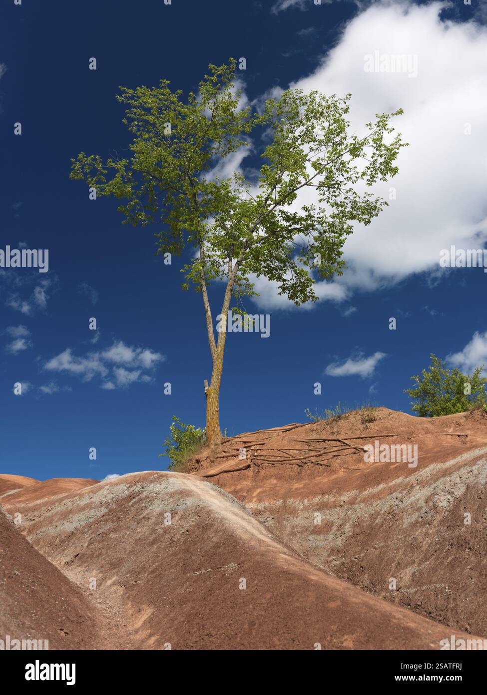 Single green tree growing on a steep hill in Badlands Ontario Canada ...
