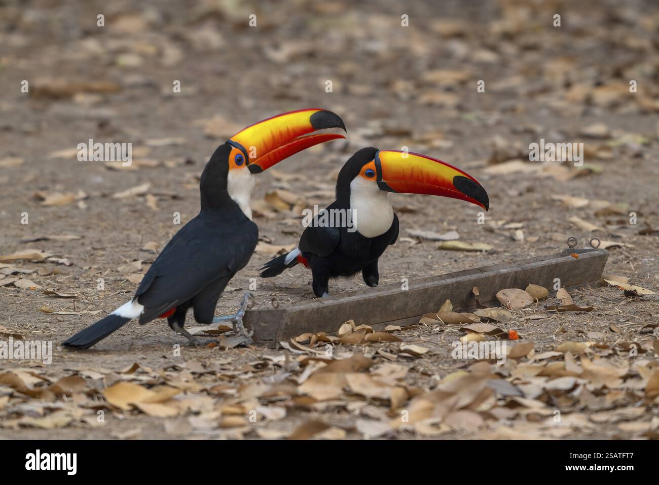 Giant toucan (Ramphastos toco), 2 animals, Pantanal, inland, wetland ...