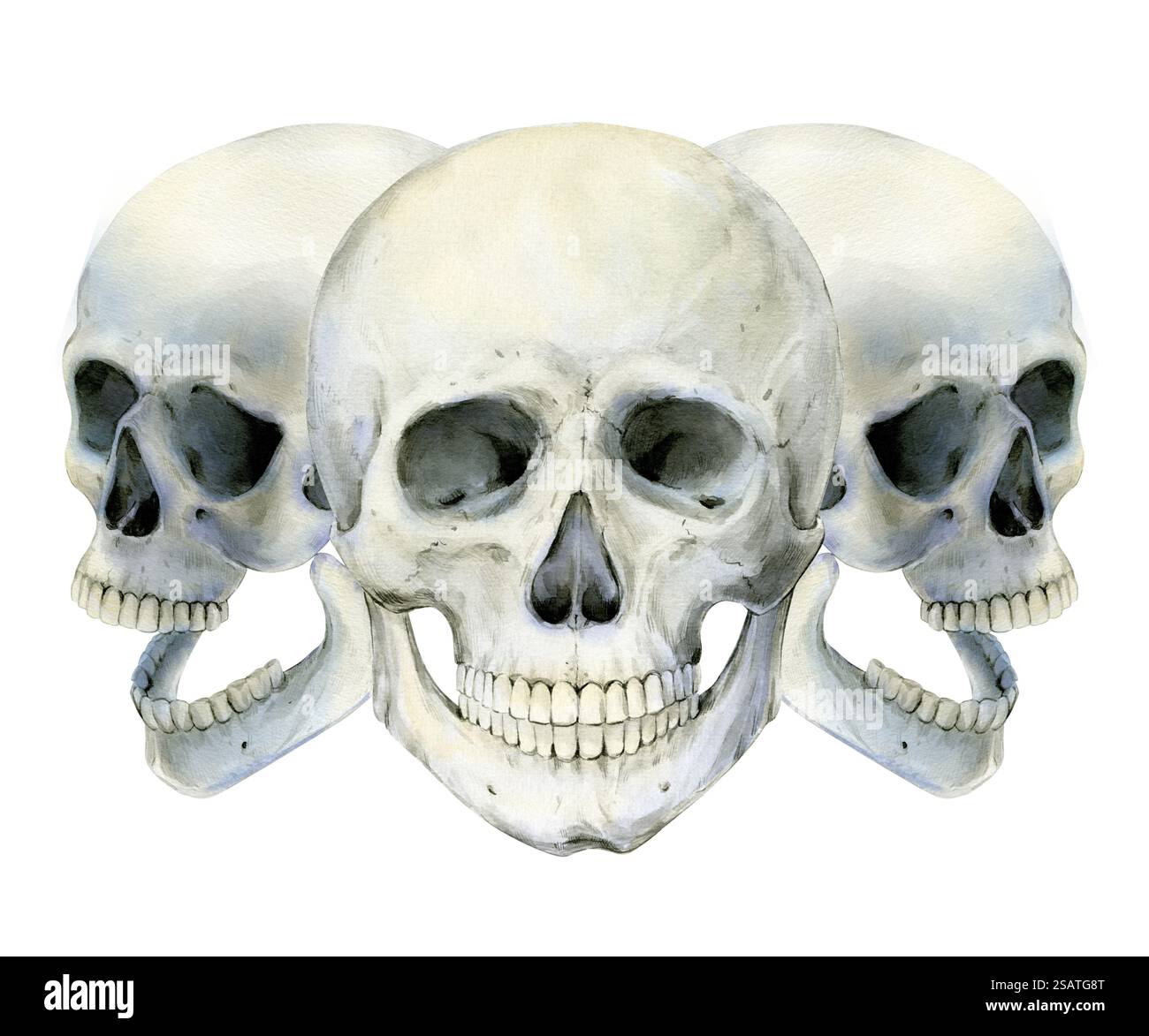 Illustration of three human skulls on white background. Watercolor ...
