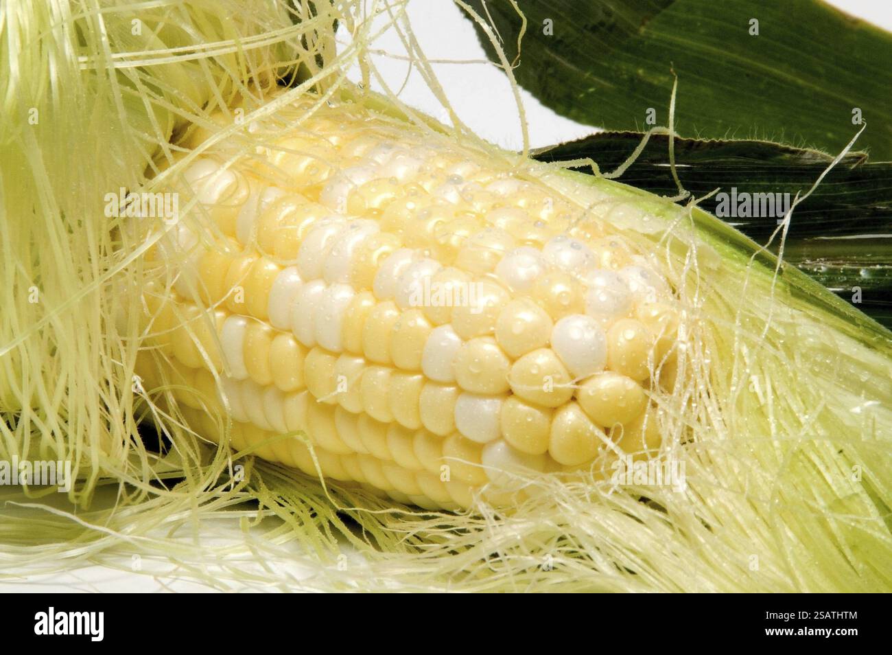 A delicious ear of corn on the cob Stock Photo - Alamy