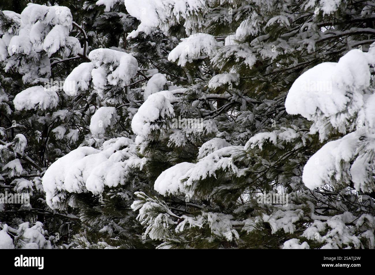 Blizzard 1 hi-res stock photography and images - Alamy