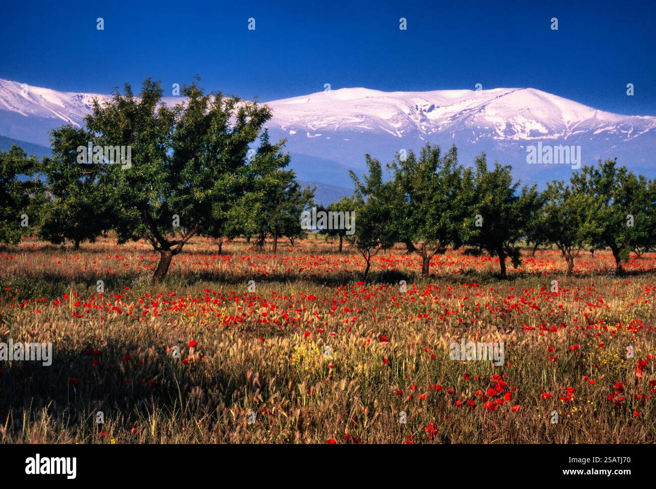 Field of poppies and almond trees with Sierra Nevada in the background ...