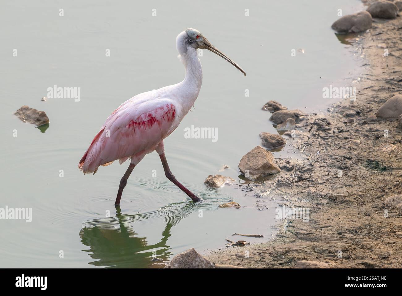 Roseate spoonbill (Ajaia ajaja), reflection, backlight, Pantanal ...