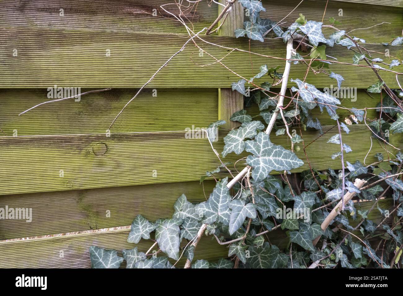 Green ivy growing on a weathered wooden fence creates a natural ...