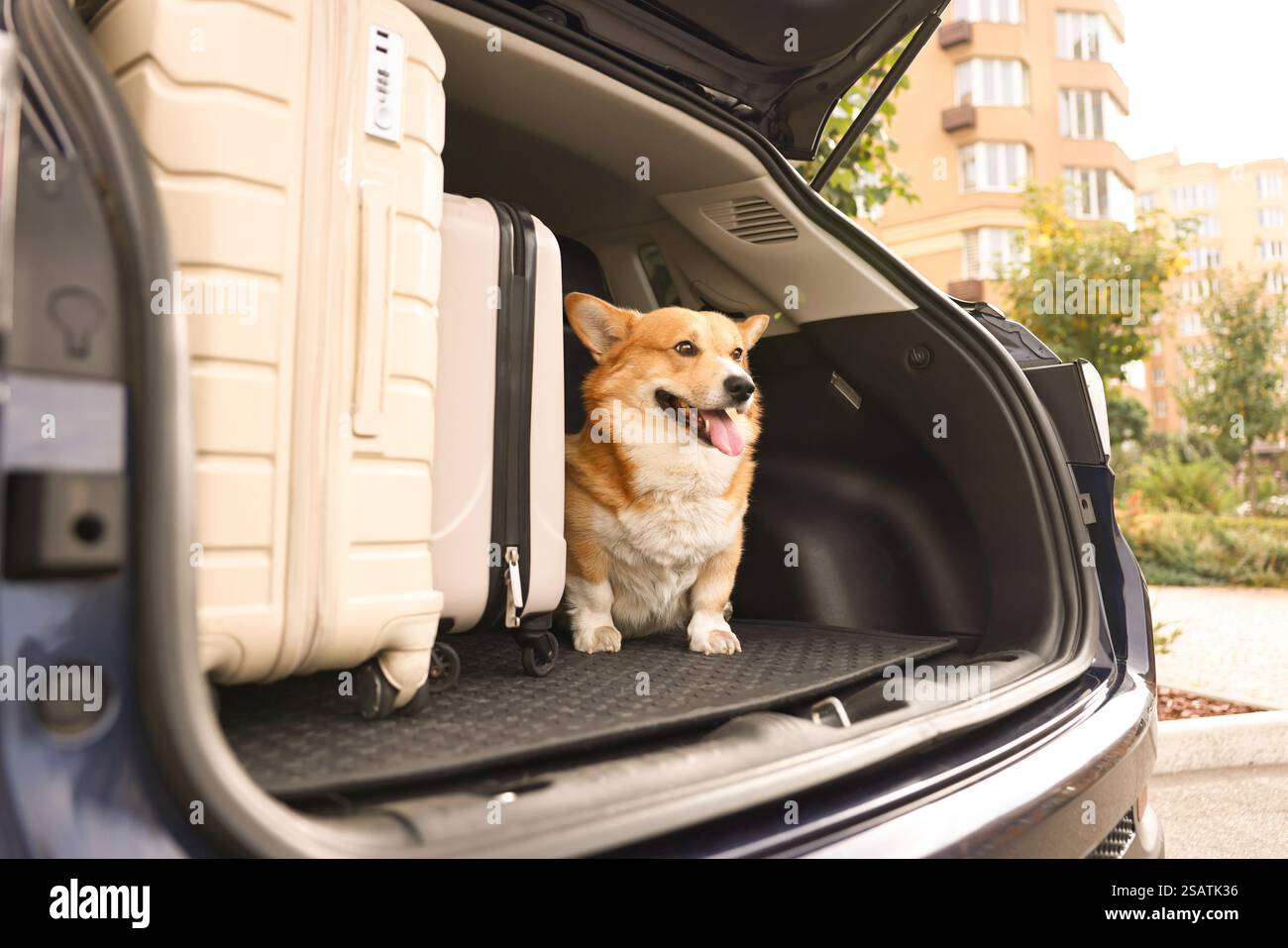 Pembroke Welsh Corgi near suitcases in car trunk Stock Photo - Alamy
