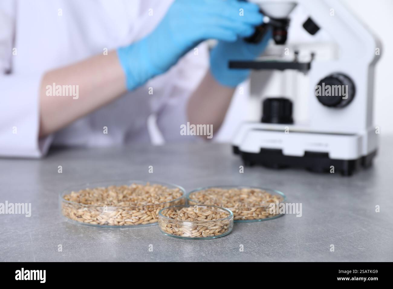 Laboratory testing. Scientist examining sample under microscope at grey ...