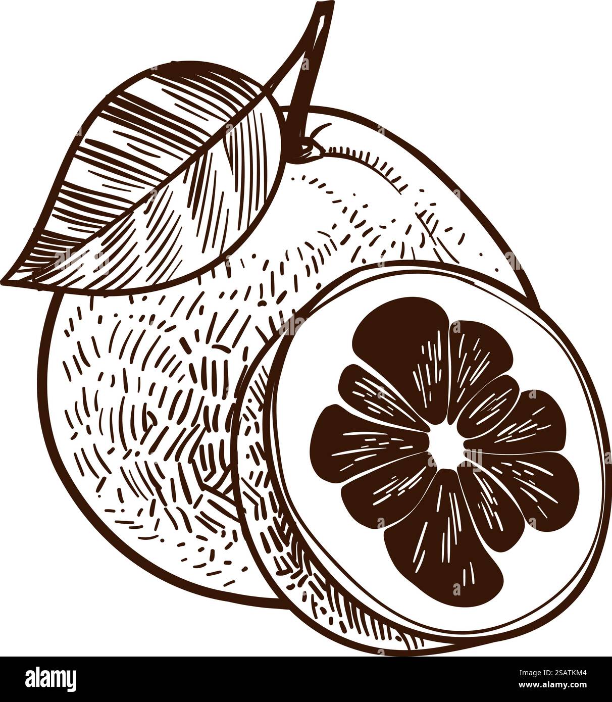 Grapefruit engraving. Tropical fresh citrus fruit drawing isolated on ...