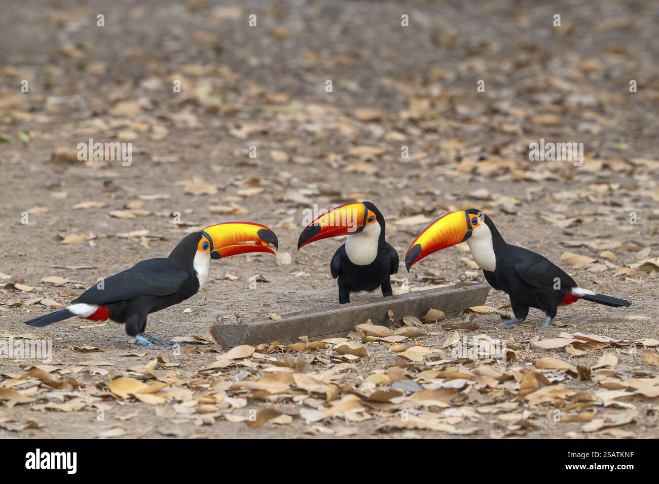 Giant toucan (Ramphastos toco), 3 animals, Pantanal, inland, wetland ...