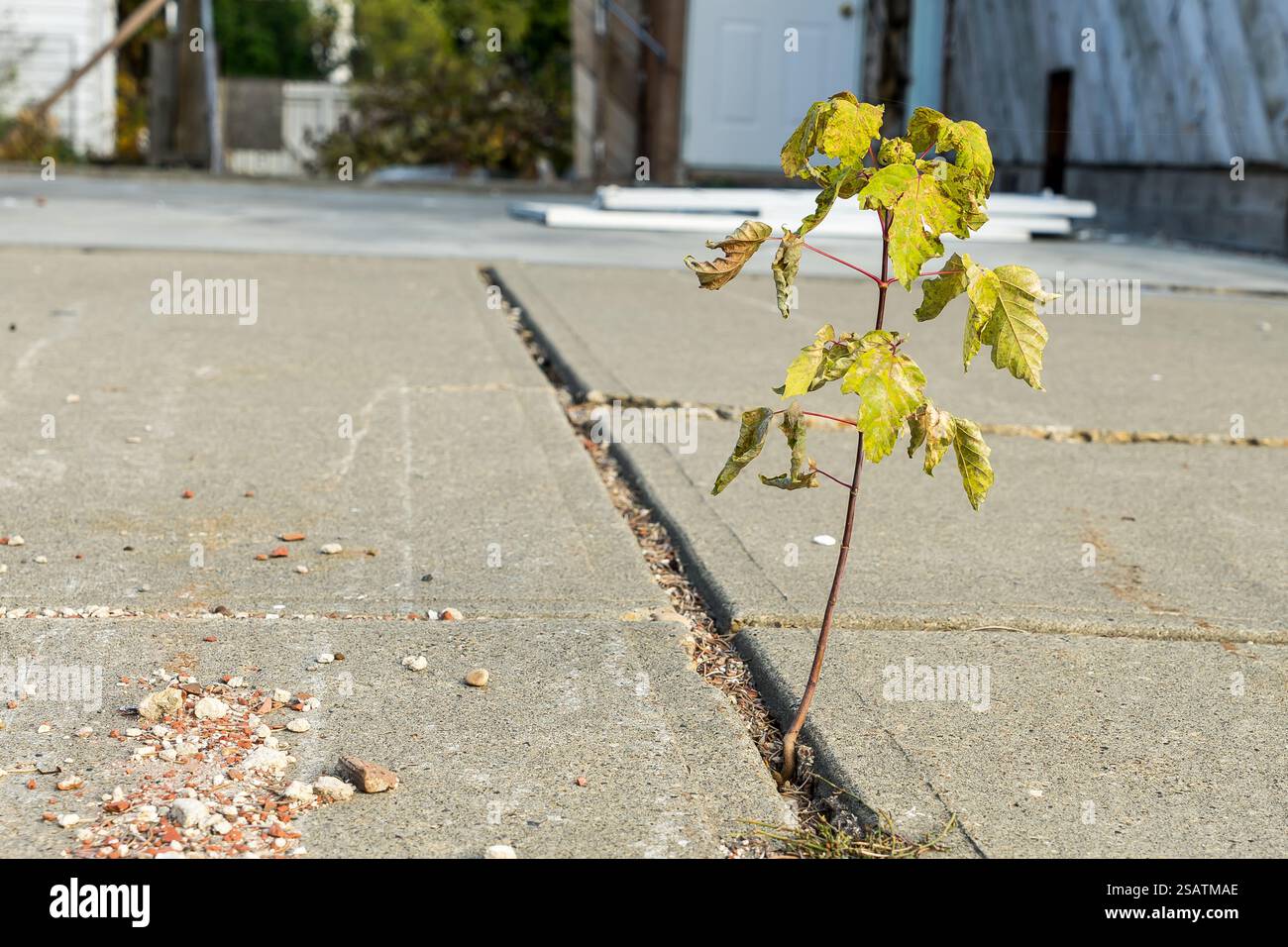 Growing tree on an abandoned garage driveway Stock Photo - Alamy