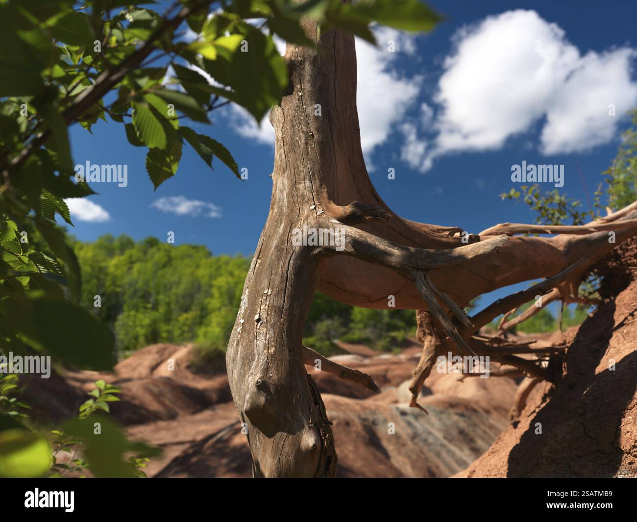 Closeup of curled dead tree roots sticking out of dry eroded soil ...