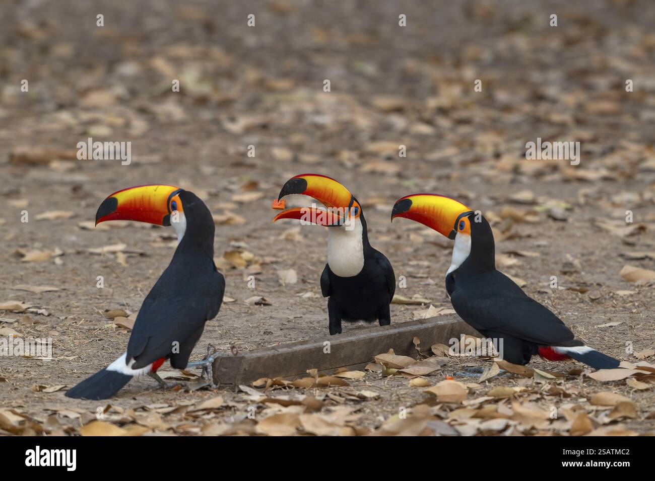 Giant toucan (Ramphastos toco), 3 animals, Pantanal, inland, wetland ...