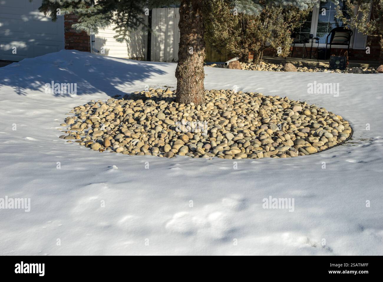 Decorative rock ground cover circles a spruce tree - residential ...