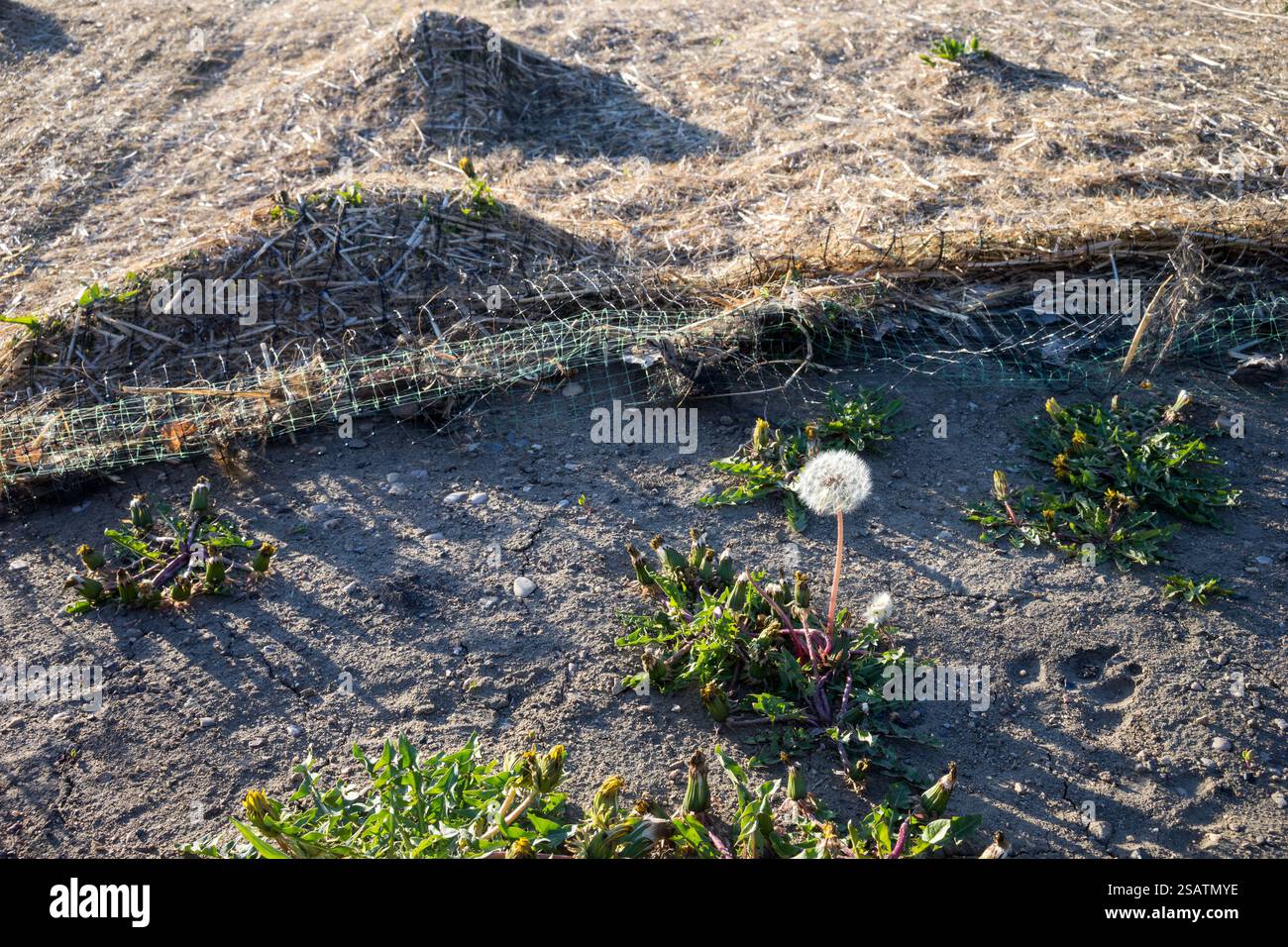 Biodegradable Erosion Control straw sock guard fixed on property slope ...