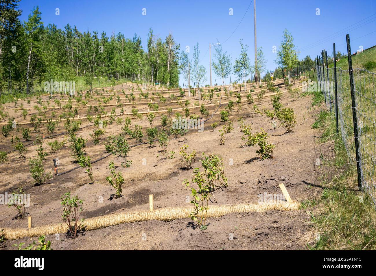 Landscaping work on a slope with planted trees,bushes,irrigation line ...