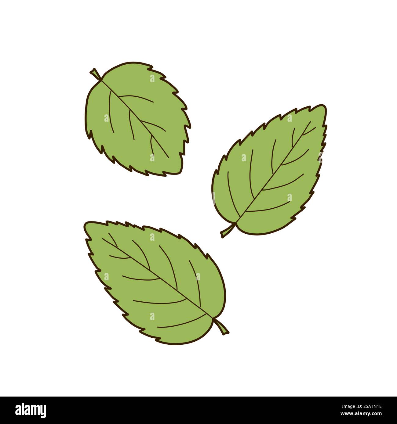 Set of three mint leaves. Vector illustration in simple, flat cartoon ...