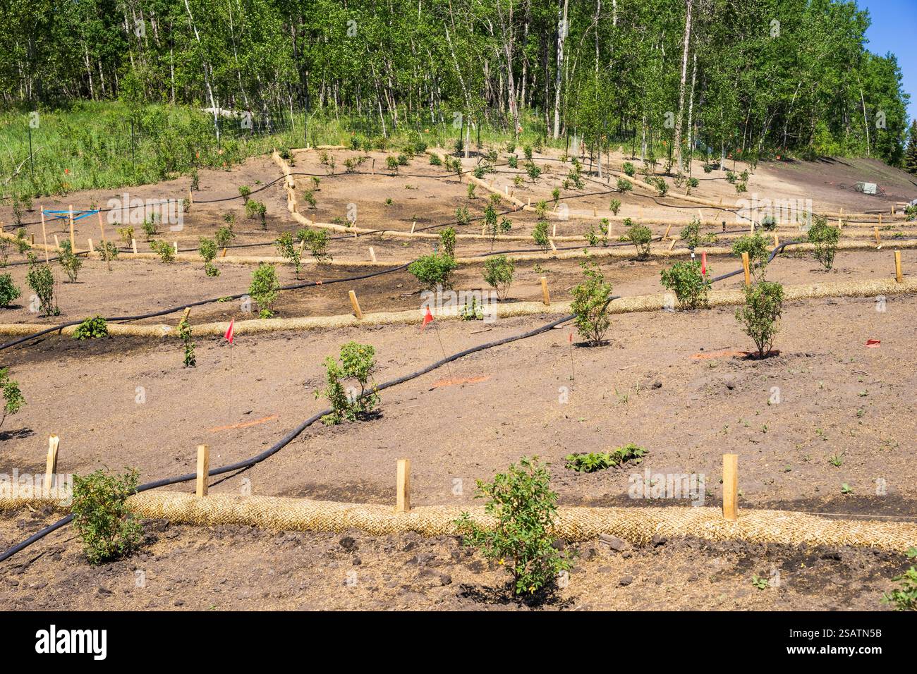 Slope landscaping project work in progress with straw sock catchers and ...