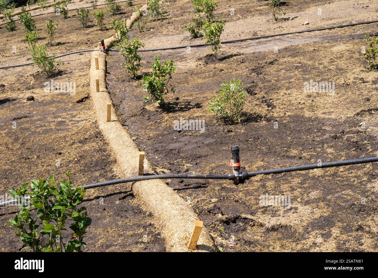 Biodegradable erosion control straw sock guard fixed on a slope to ...