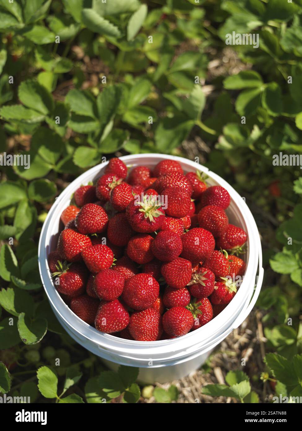 Bucket full of ripe strawberry at a pick-your-own farm. Markham Ontario ...