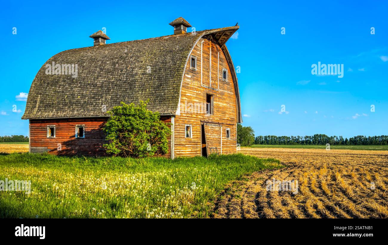 Abandoned stable on rural background with stubble,green forage field ...
