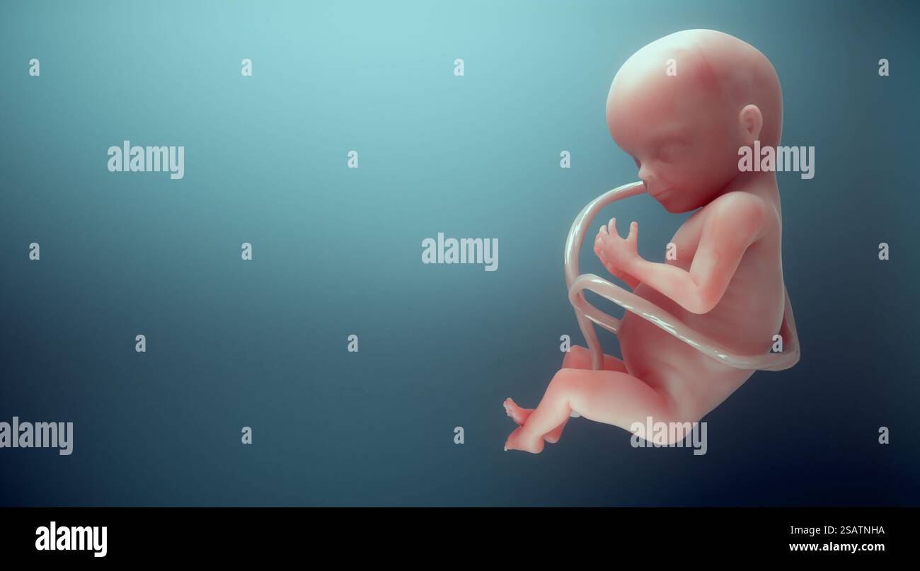 Human fetus. Unborn life, connection, future and vitality concept. This ...