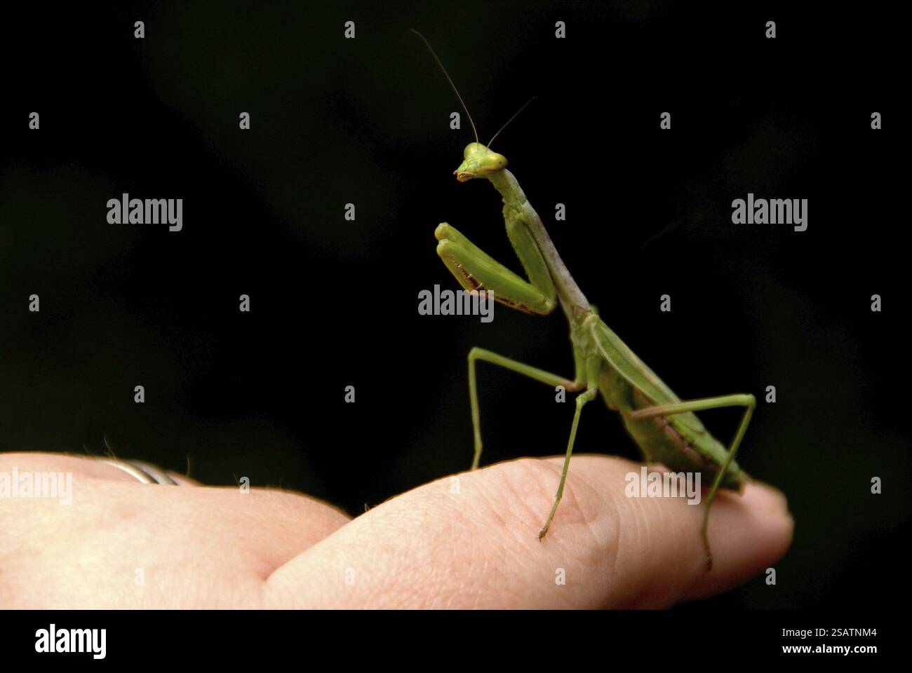 The wild carnivorous insect known as the Praying Mantis Stock Photo - Alamy
