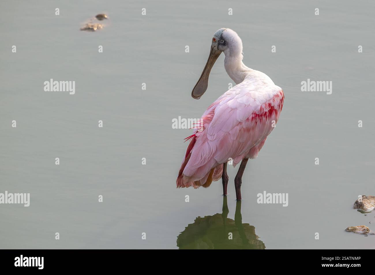 Roseate spoonbill (Ajaia ajaja), backlight, reflection, Pantanal ...