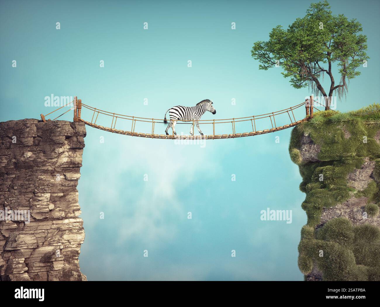 The zebra walks on a bridge between two rocks. Risk taking and ...