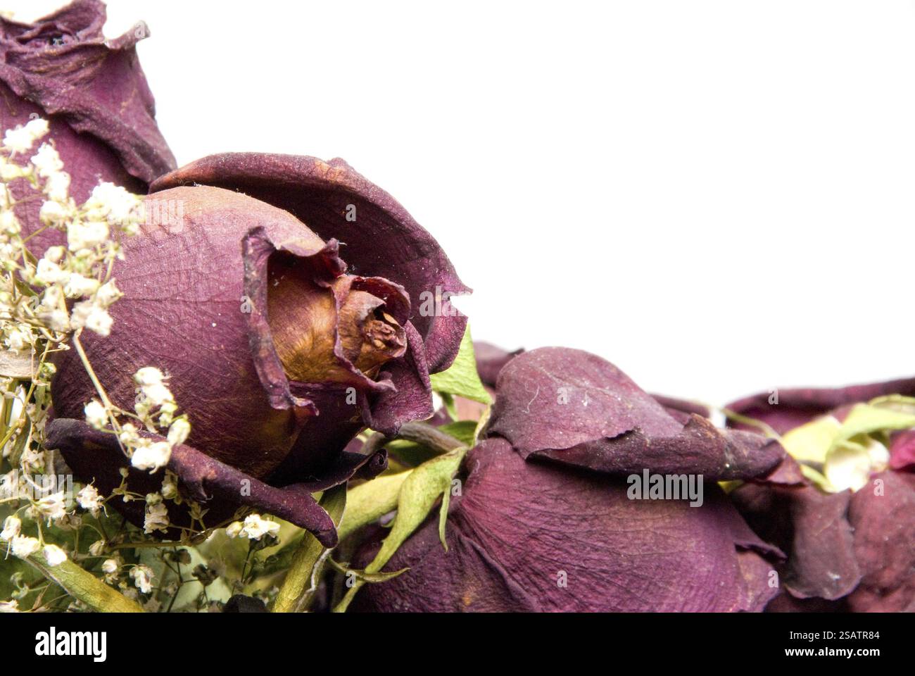 Bouquet dead roses hi-res stock photography and images - Alamy