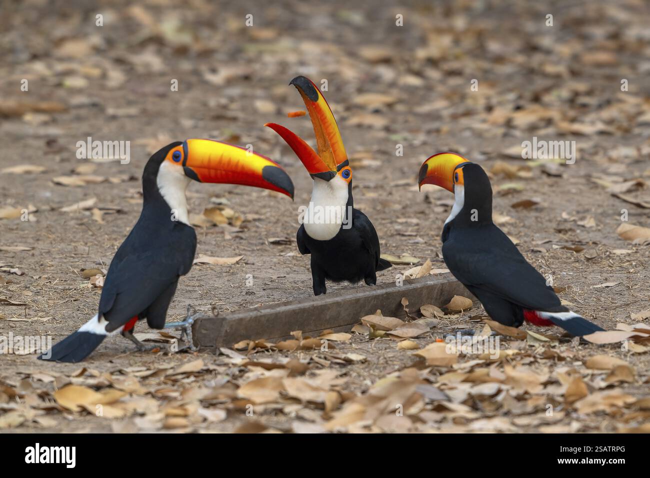 Giant toucan (Ramphastos toco), 3 animals, Pantanal, inland, wetland ...