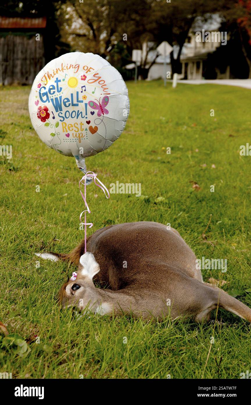 Deceased deer with a get well soon balloon Stock Photo - Alamy