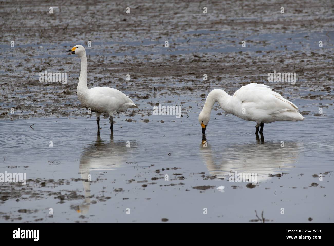Tundra Swans (Cygnus columbianus) feeding in a paddy field. They came ...