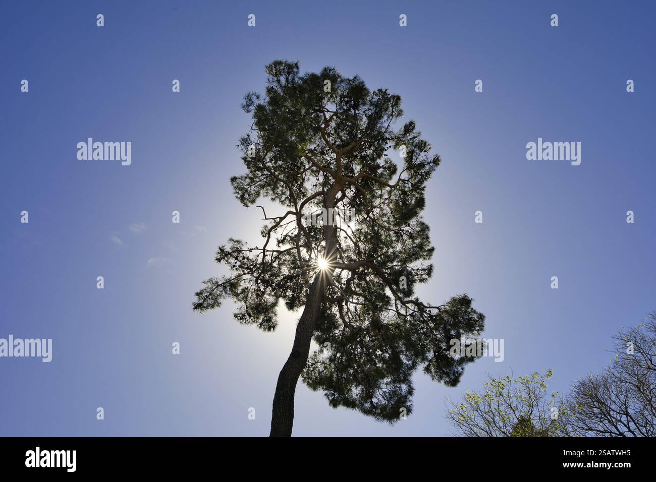 Single tree in front of a clear blue sky, the sun shines through the ...
