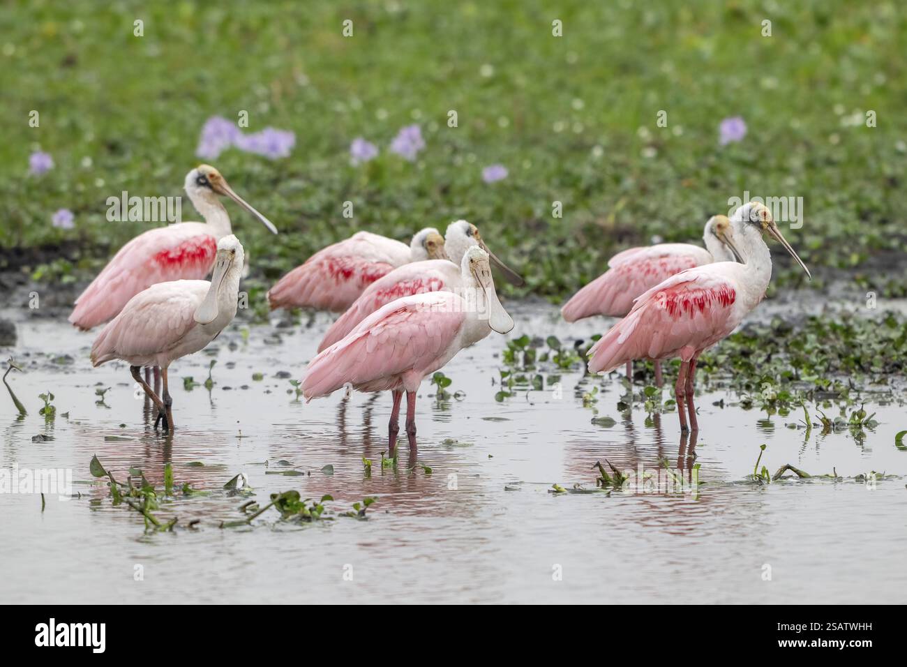 Roseate spoonbill (Ajaia ajaja), group, Pantanal, inland, wetland ...