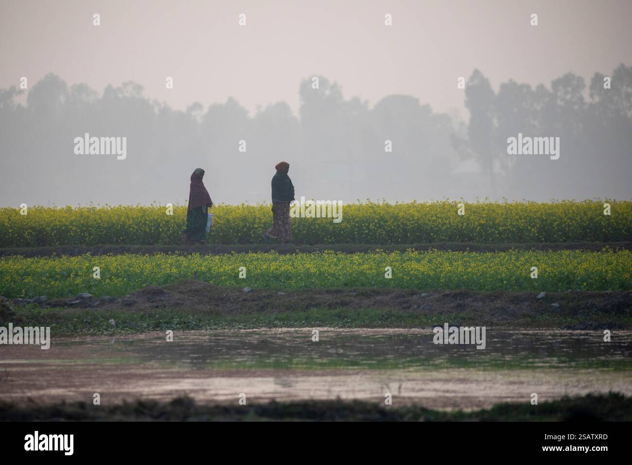 Rural women walking through a vegetables field on a foggy winter noon ...
