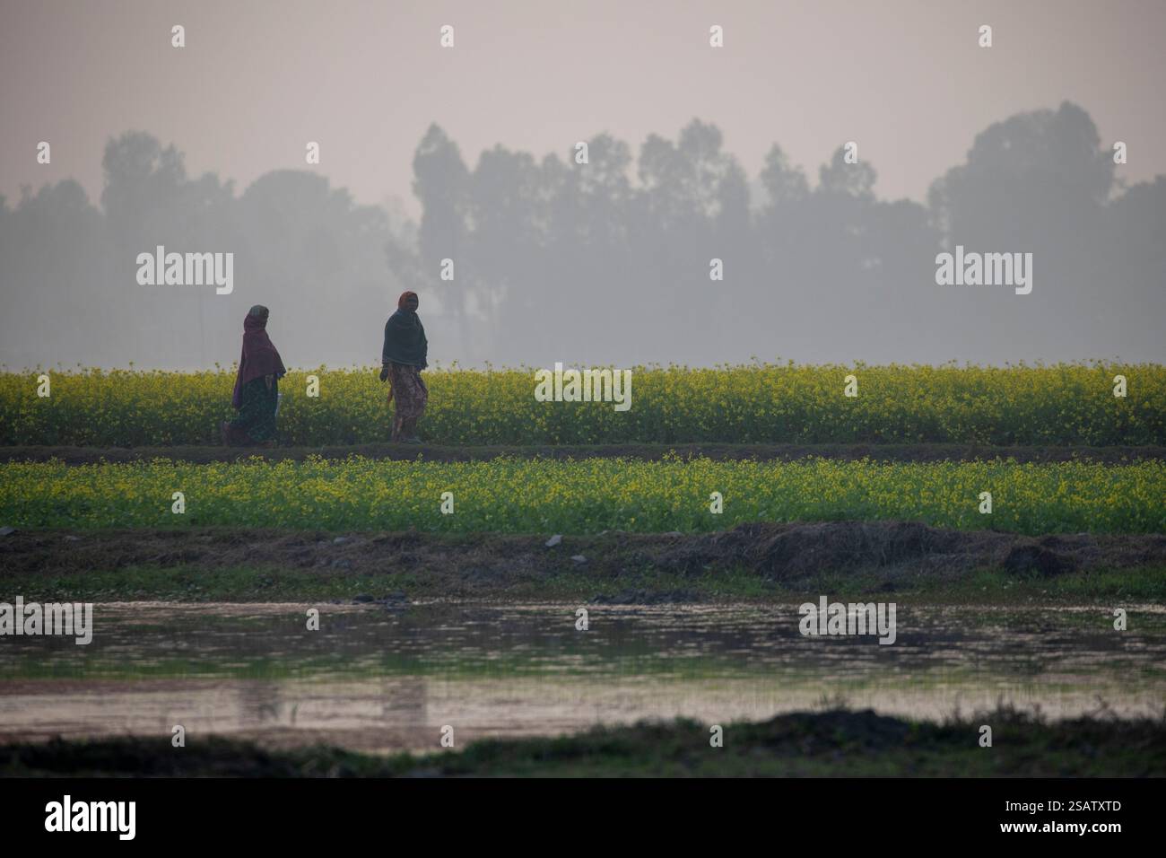 Rural women walking through a vegetables field on a foggy winter noon ...