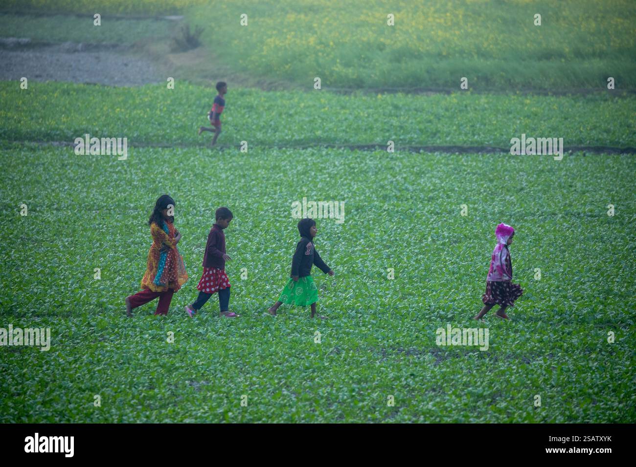 Children walking through a vegetables field on a foggy winter noon in ...