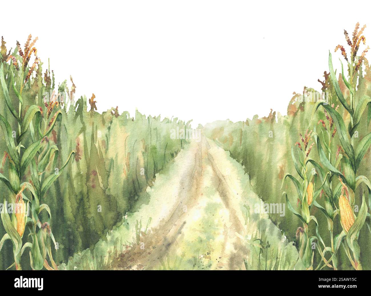 Cornfield road with corn plant maize cob and flowers Watercolor ...
