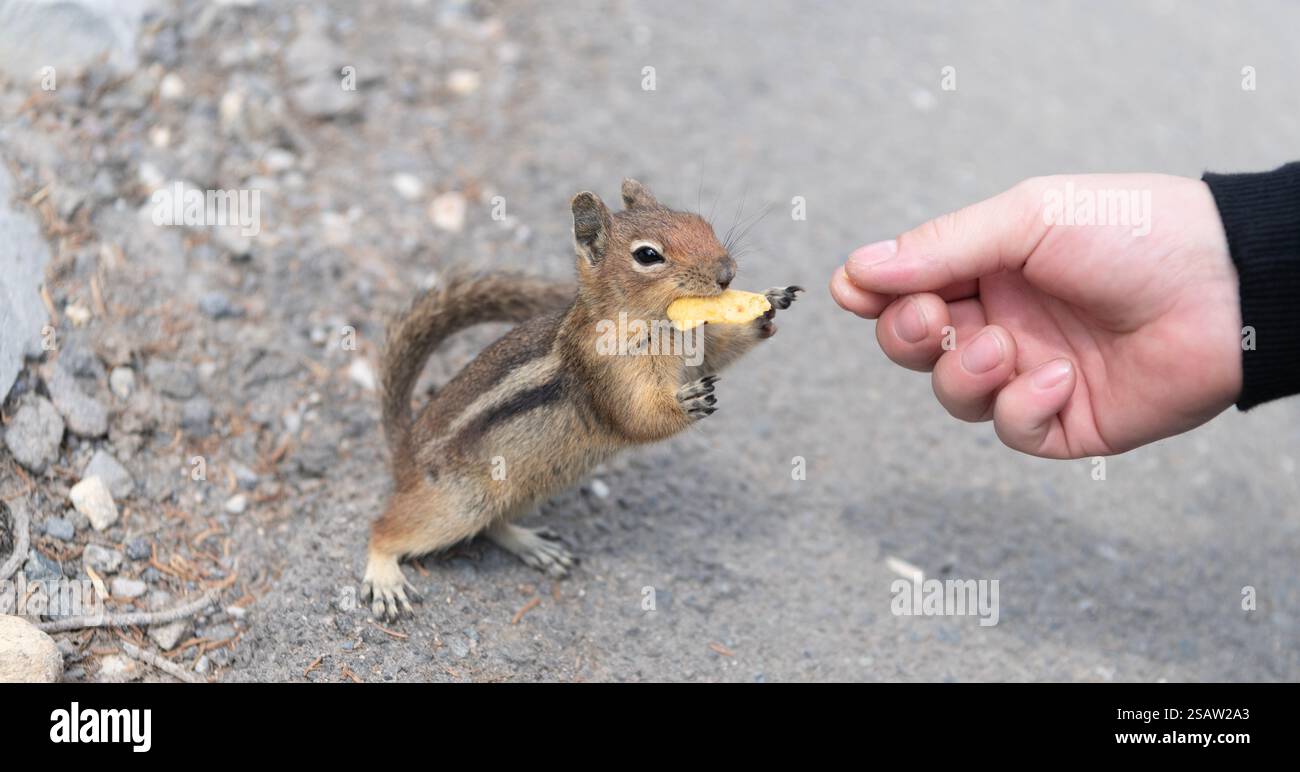 Squirrel on the ground. Human hand feed animal. Rodent animal fauna ...