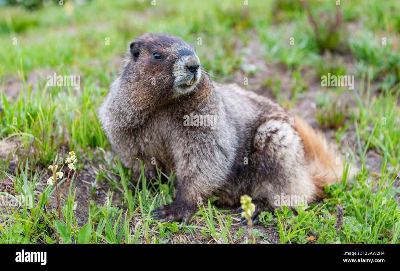 Wild cute rodent animal in nature. Capybara on the ground. Rodent groundhog. Rodent animal ...