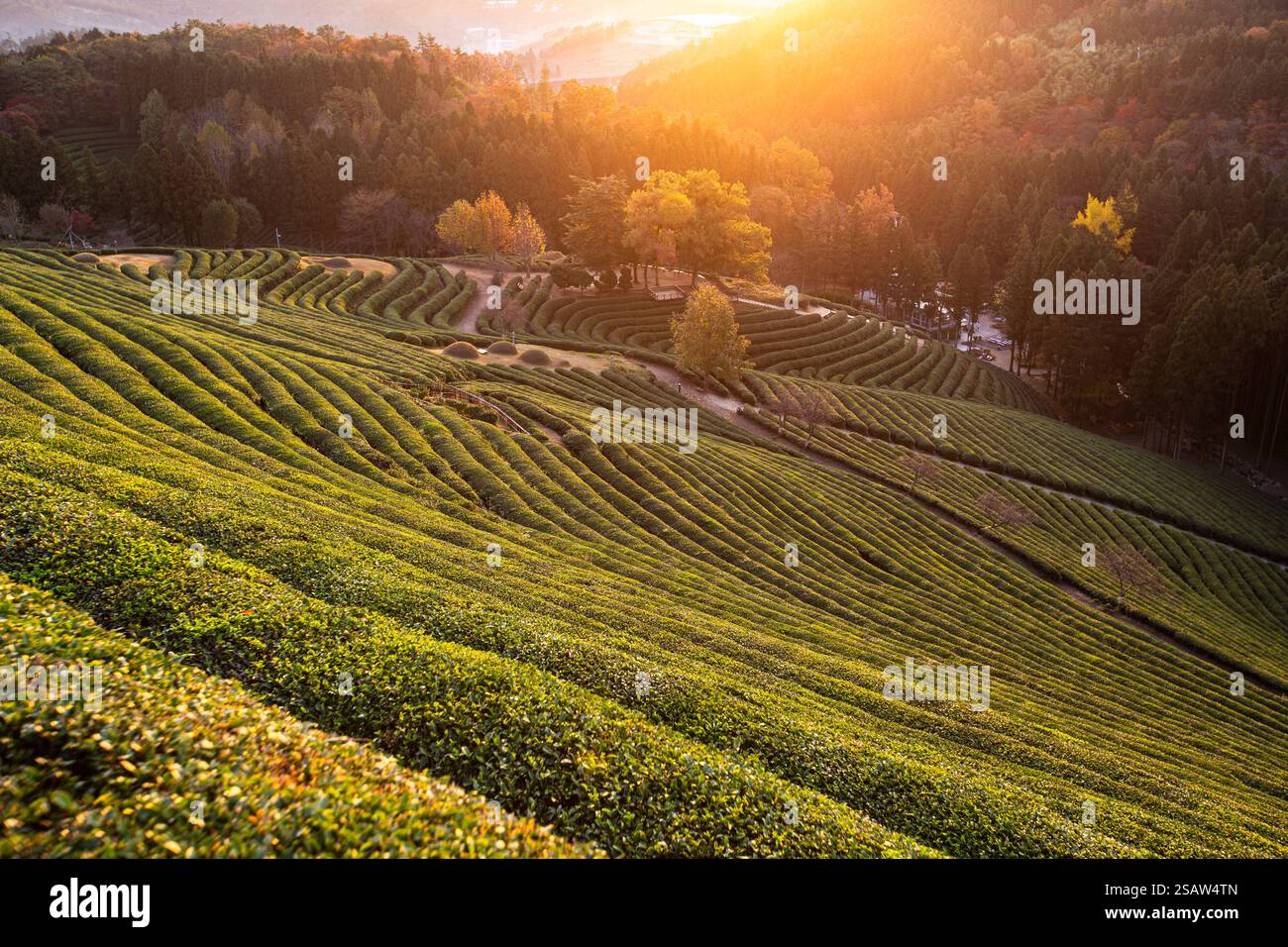 Sunrise in a green tea field infused with warm sunlight Stock Photo - Alamy