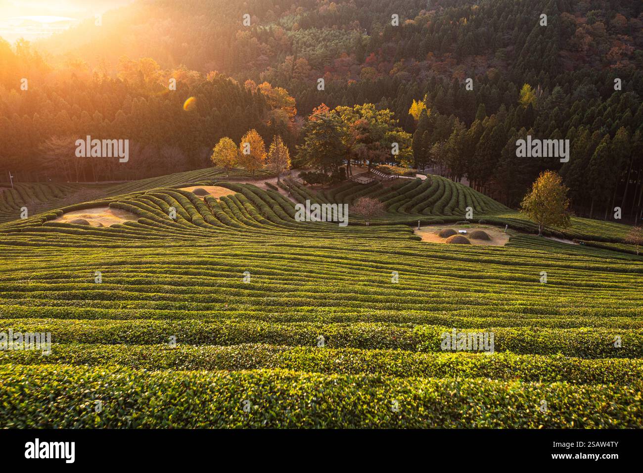 Sunlight healing hi-res stock photography and images - Alamy